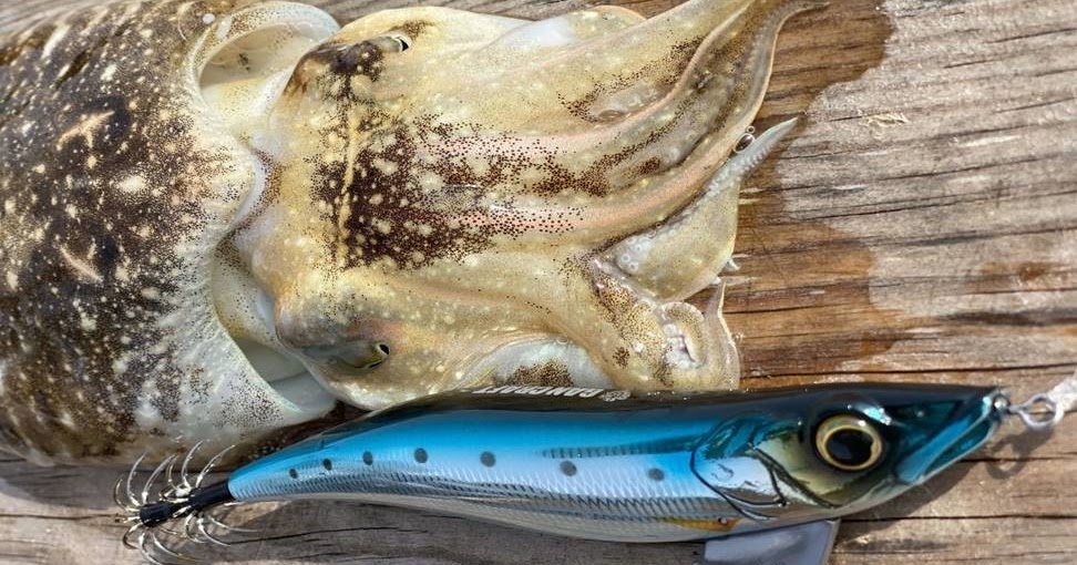 Pesca aos chocos - A próxima temporada prepara-se agora!