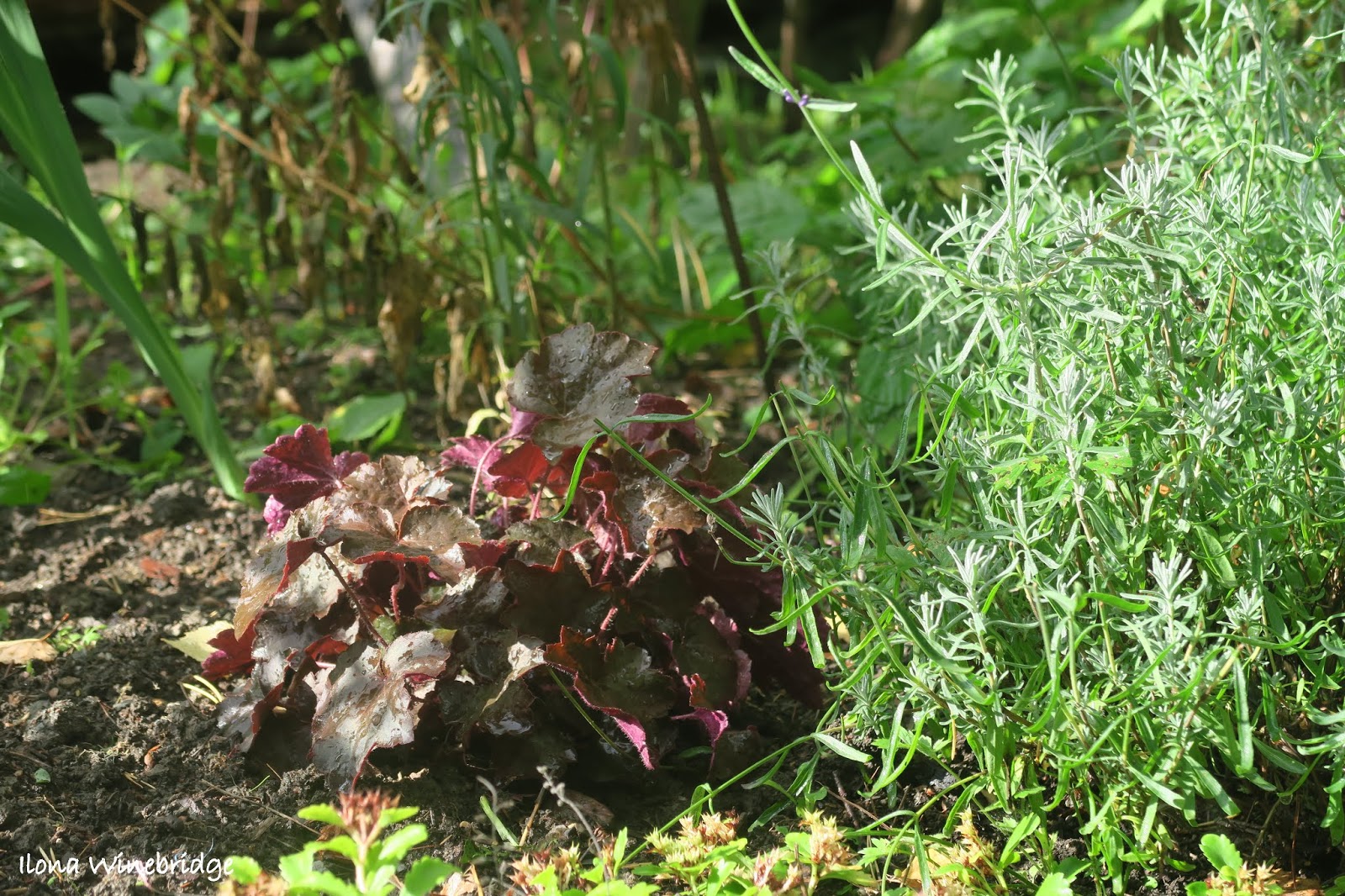 Värjärin pata: Marjapensaat väistyivät Aumapenkistä