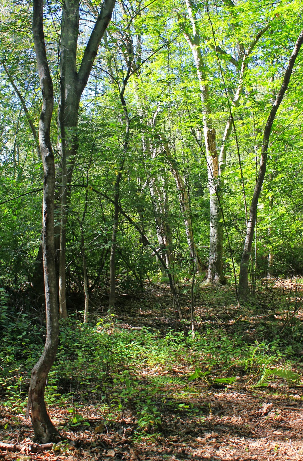 FRAMINGHAM MATTERS: Cedar Woods Walking Trail in Southside