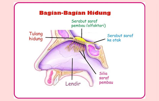 Hidung : Pengertian, Struktur, Fungsi, Cara Kerja - cekrisna