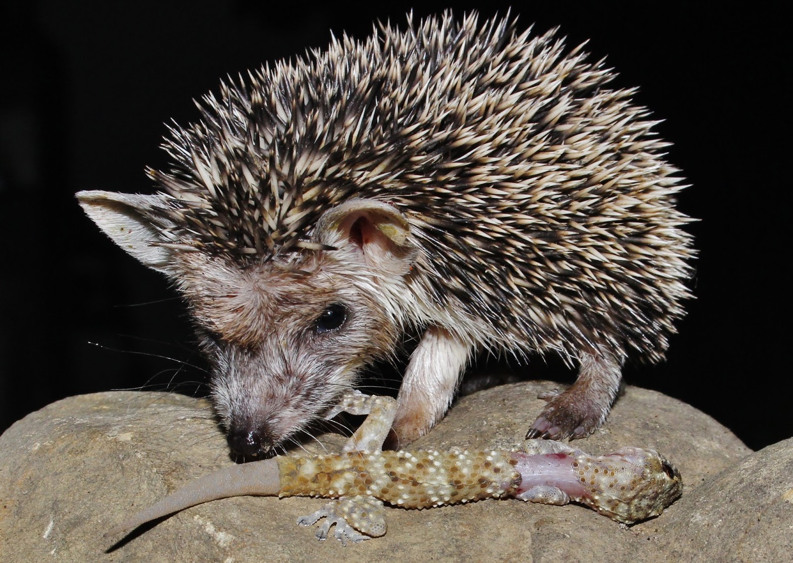 Biodiversity of Cyprus by NGO Protection of the Natural Heritage and ...