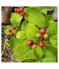 Brihat panchmool plant