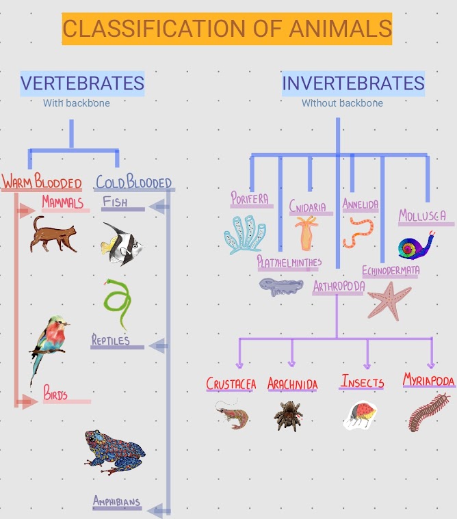 CLASSIFICATION OF ANIMALS CHAT