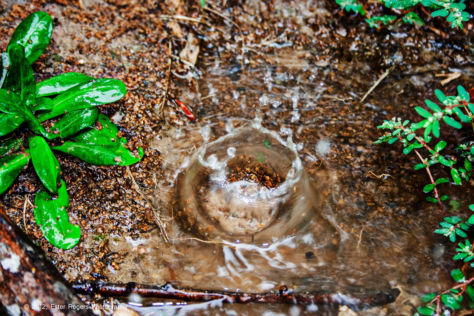 Ester Rogers Photography: Rain Splash