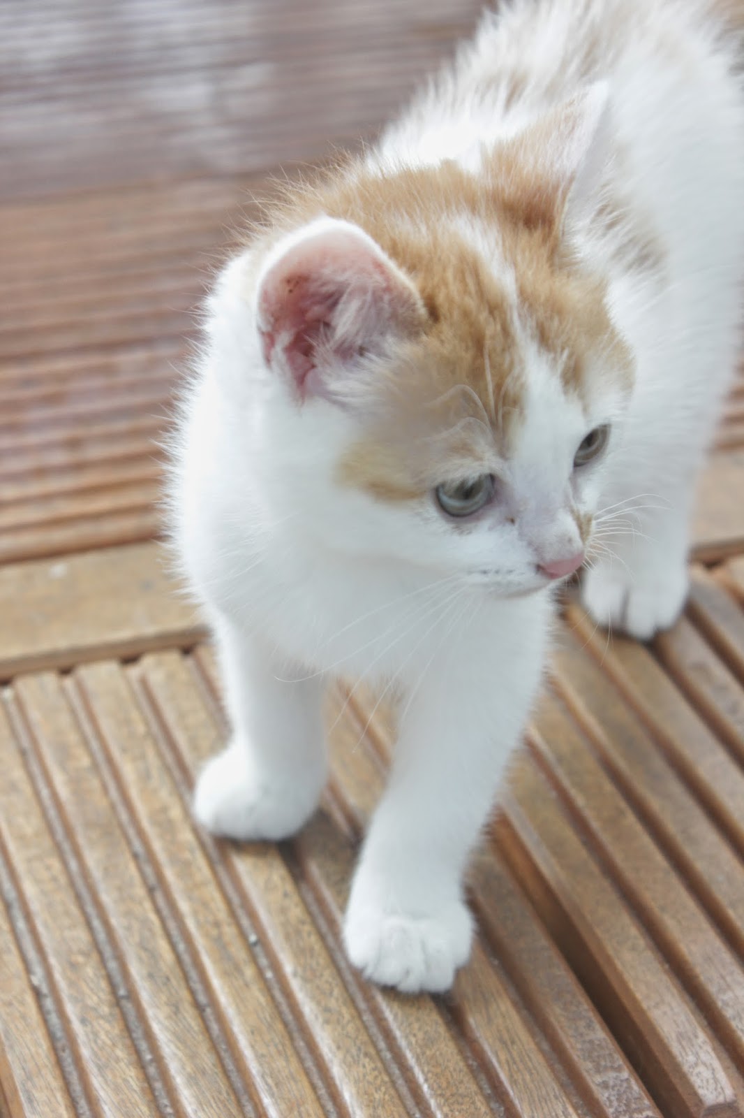 Devenir maman d'un chaton