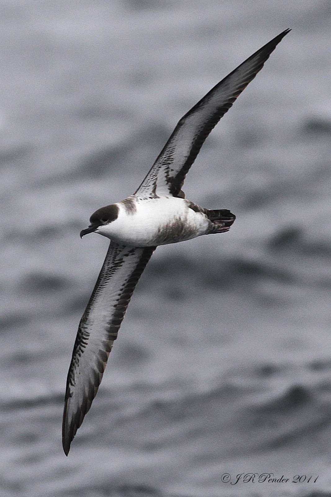 Joe Pender Wildlife Photography: Great Shearwater (Puffinus Gravis)