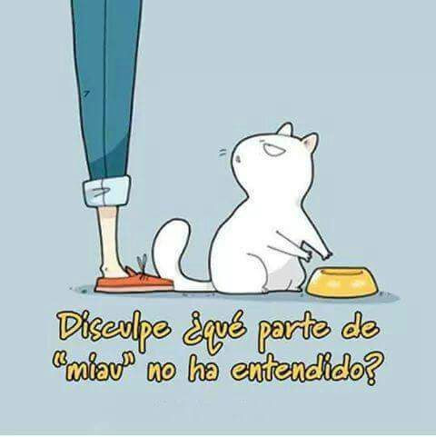 Michipedia: ¿Qué es un michi?