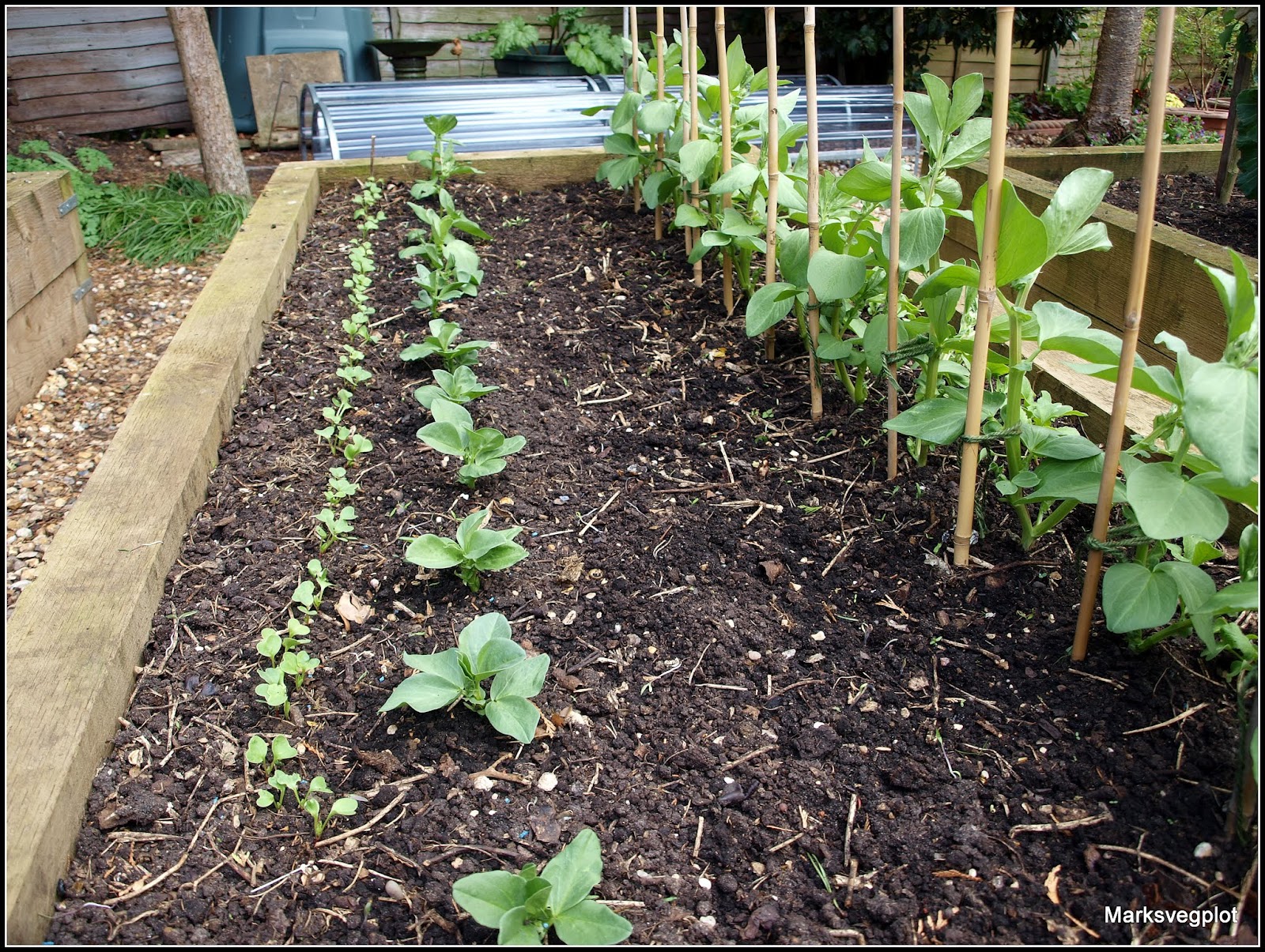 Mark's Veg Plot: Successional sowing