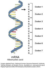 DNA Day: Structures of DNA, tRNA and mRNA
