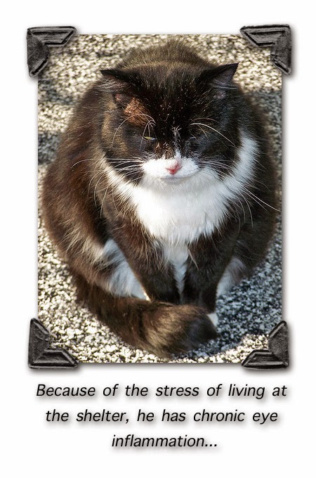 How Do I Know If My Cat Is Stressed?