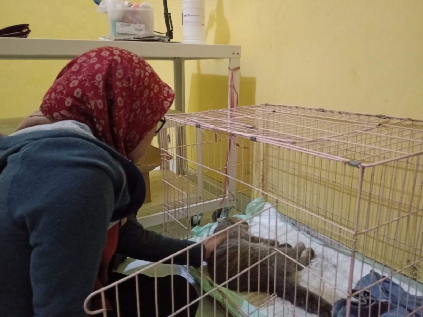 FUS Pada Kucing dan Kematian Pomilo - silviananoerita