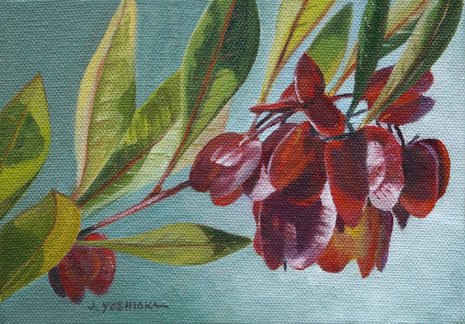 Drawing on Nature: `A`ali`i (Dodonaea viscosa)