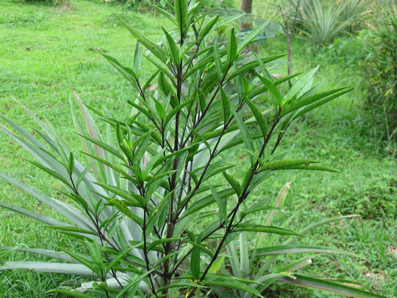 Kandungan dan Manfaat Gandarusa | Blog Semua Informasi