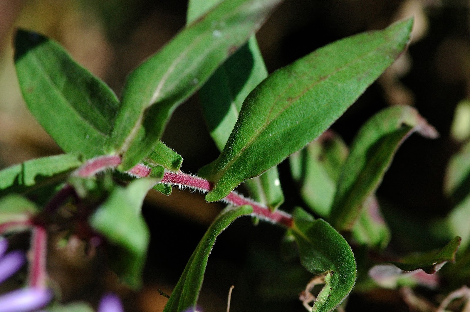 Field Biology in Southeastern Ohio: Some Ohio Asters