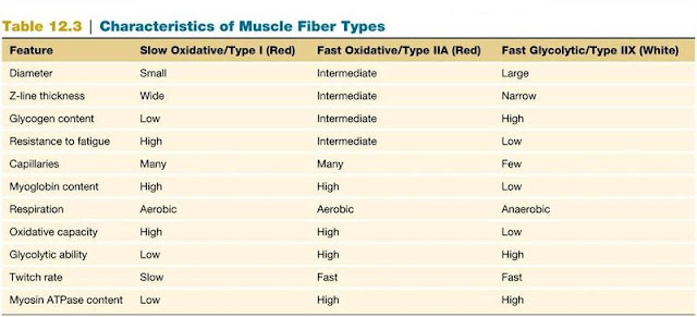 Beale's Blogs : Assessment 2 - The Muscular System