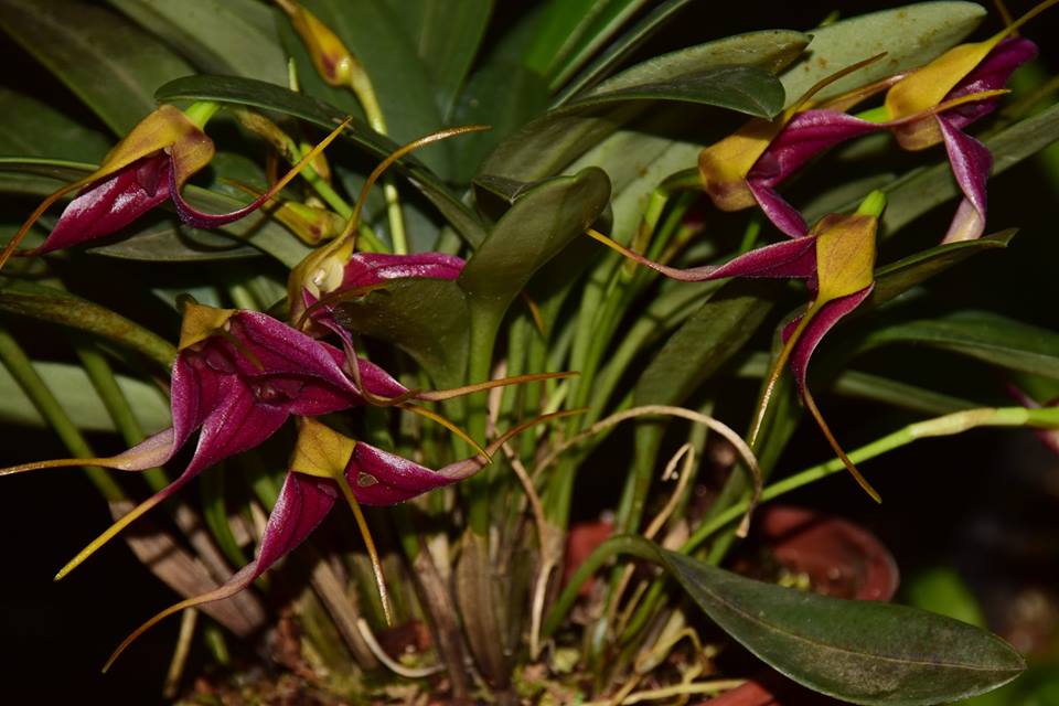 Masdevallia elegans care and culture | Travaldo's blog