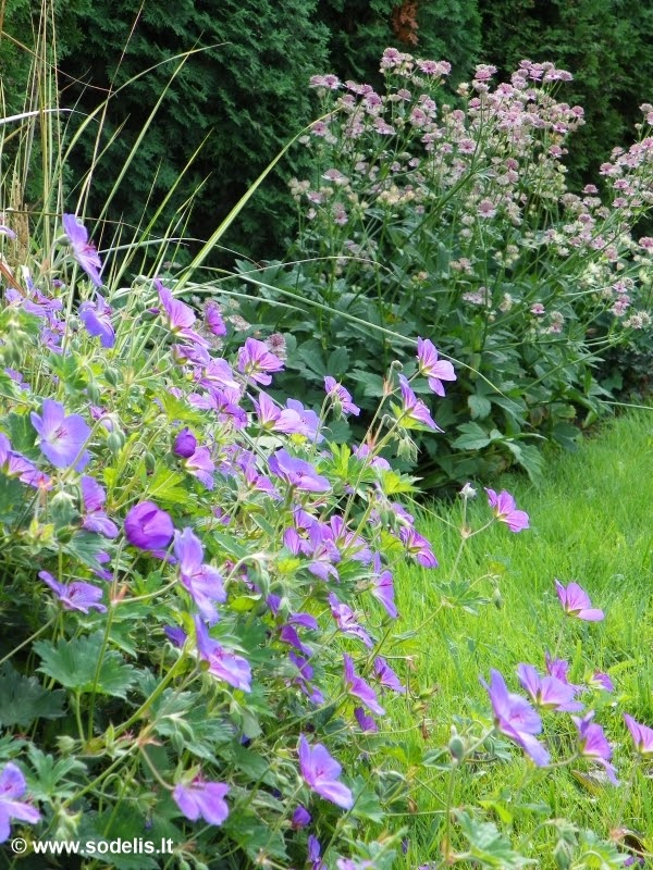 sodelis.lt: Patikimieji: snapučiai 'Rozanne' ir 'Max Frei'