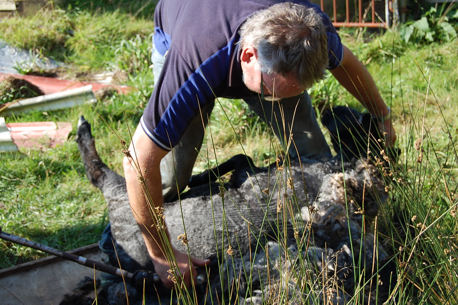 Living a Life at the Beach: The sheep shagger............