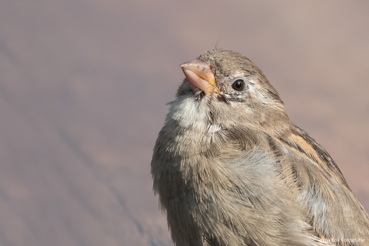 Irma's Natuurbeleving : Mus, Passer domesticus