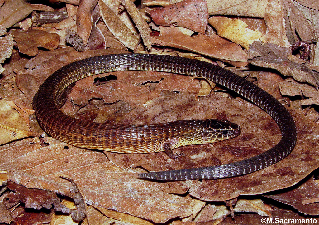 Scincomorpha - True Lizard