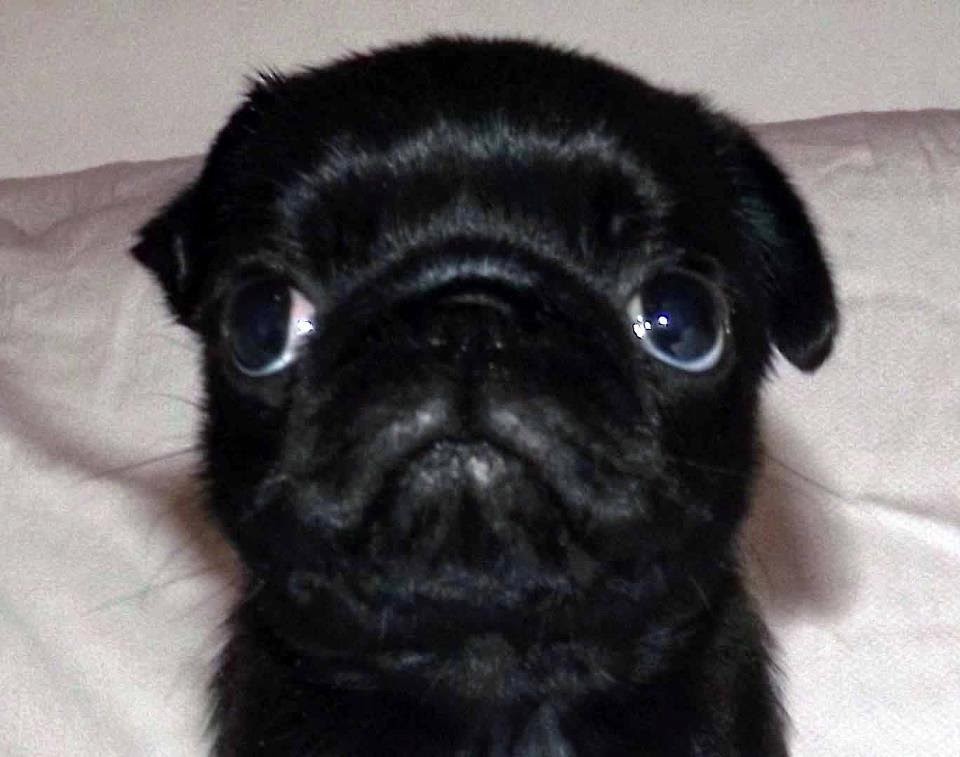 Cachorro Pug Filhote - Preço - Toda Atual