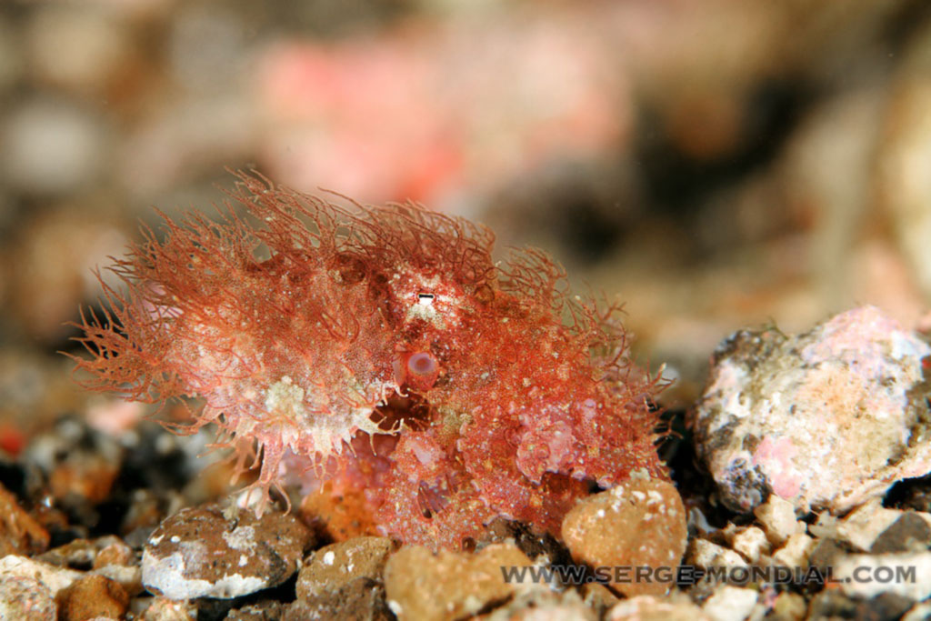 Cryptids State-by-State: Freshwater Octopus-- Oklahoma