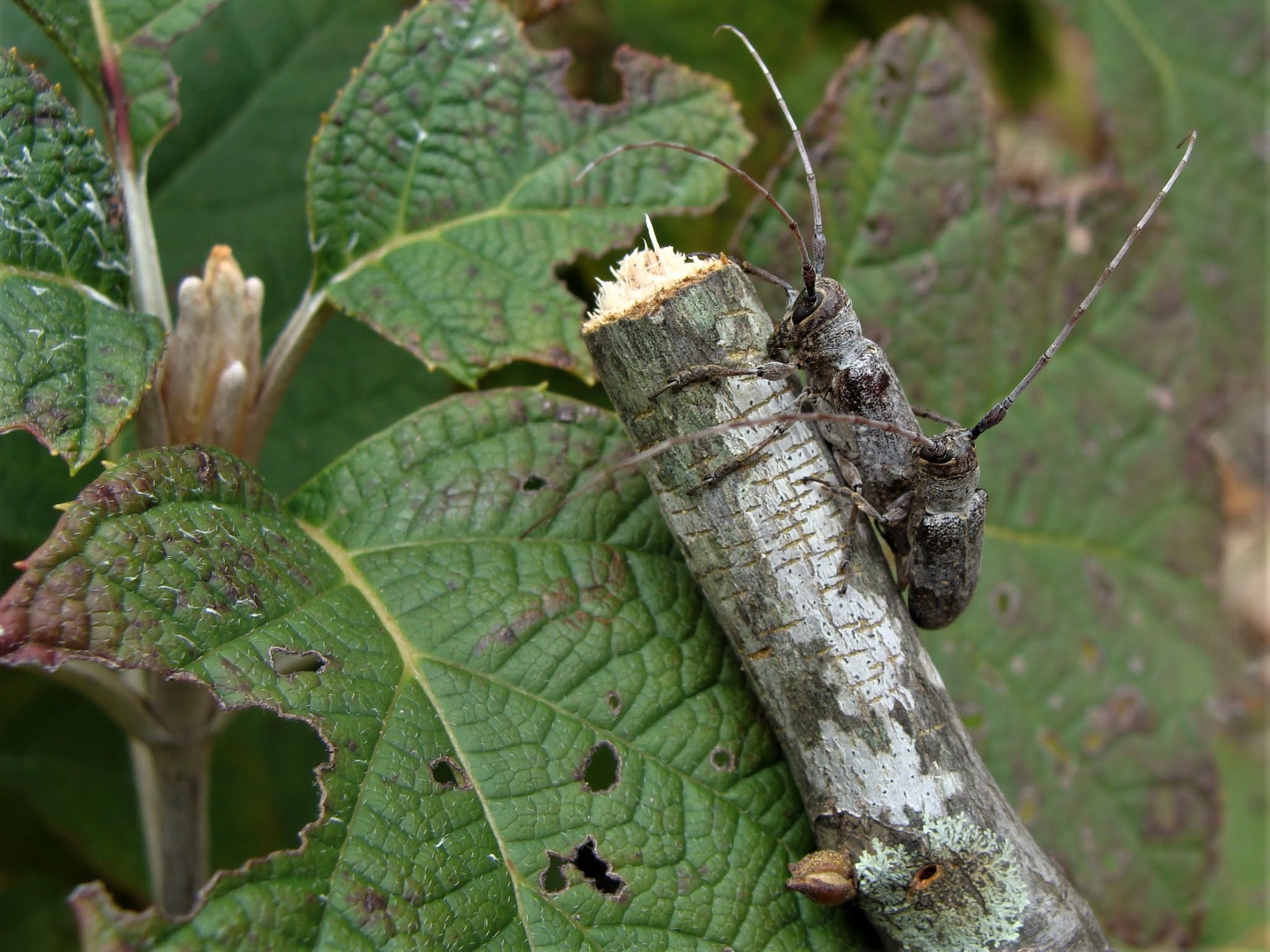 Springfield Plateau: Twig Girdlers