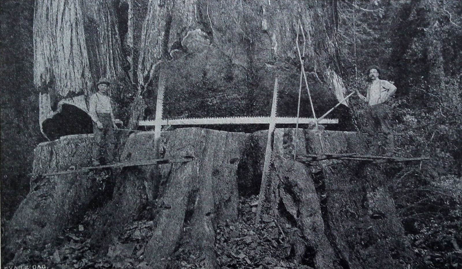 The Things I Enjoy: Redwood logging in California in the early 20th century