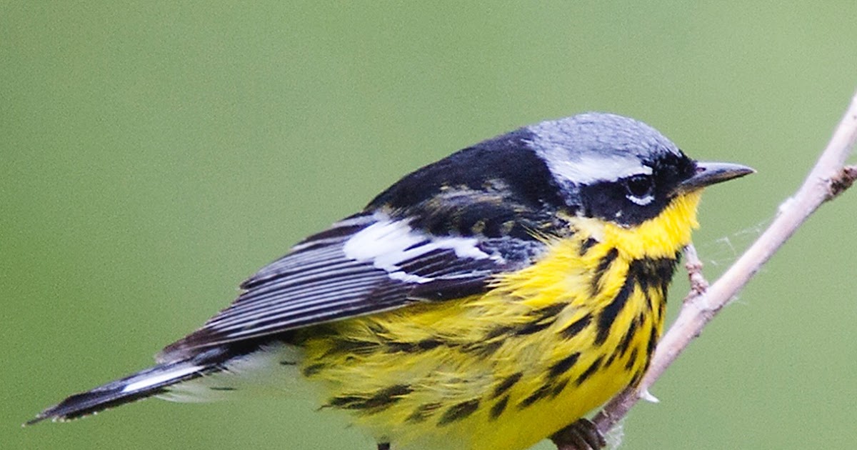 STOKES BIRDING BLOG: Magnolia Warbler, Finally!!