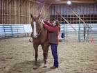 Foundation Reining Training Centre: Bit Evaluations & Bitting Services ...