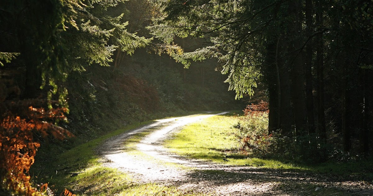 The Ginger Naturalist : Hawfinches of Haldon Forest