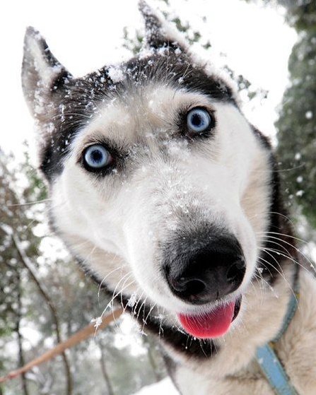 White Wolf : Huskies Go Crazy: 17 Funny Husky Pictures That Will Put A ...