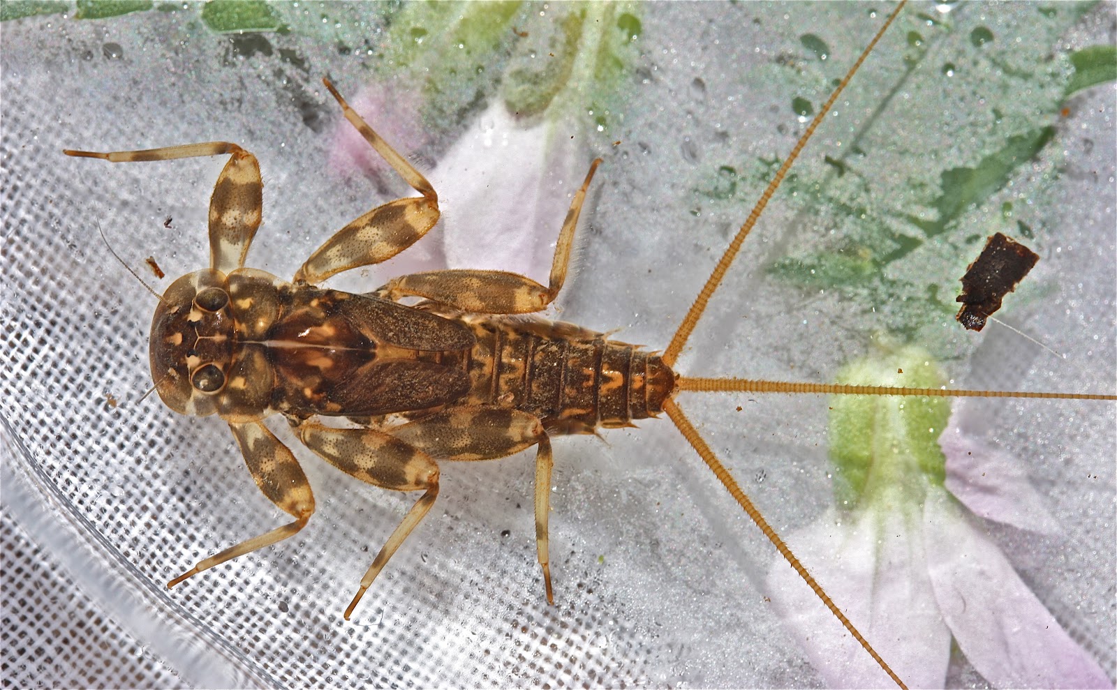 Aquatic Insects of Central Virginia: The Common Netspinner "Diplectrona ...
