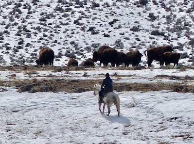 Rick Lamplugh: A Day in the Yellowstone Bison Migration: A Photo Essay