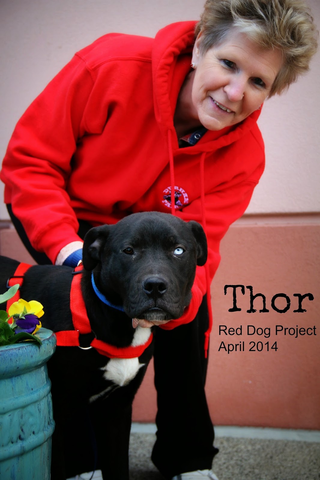 Red Dog Project – Take two – This Old House 2