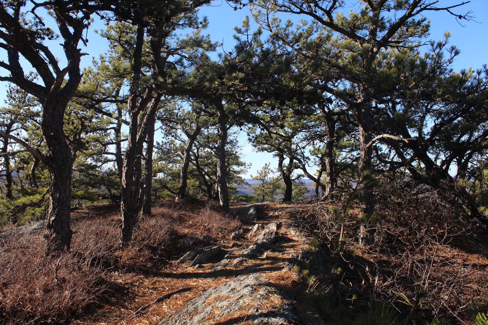 Walking Man 24 7: Jug End(Southern Berkshires)