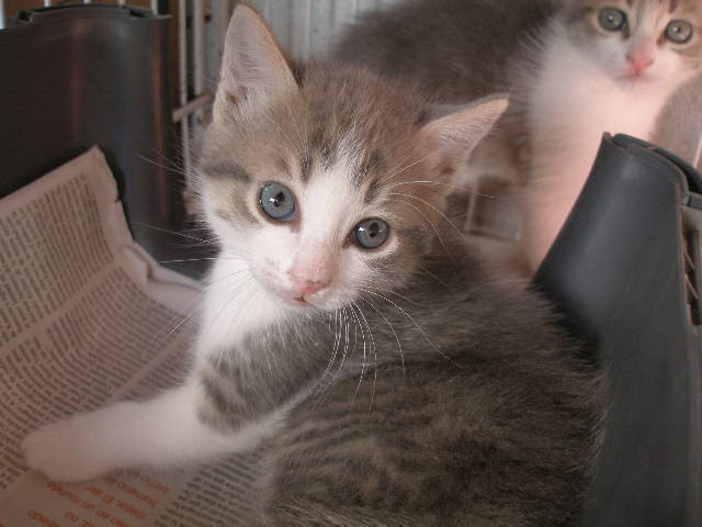 Adoptándonos: Tres gatitos grises atigrados están en adopción