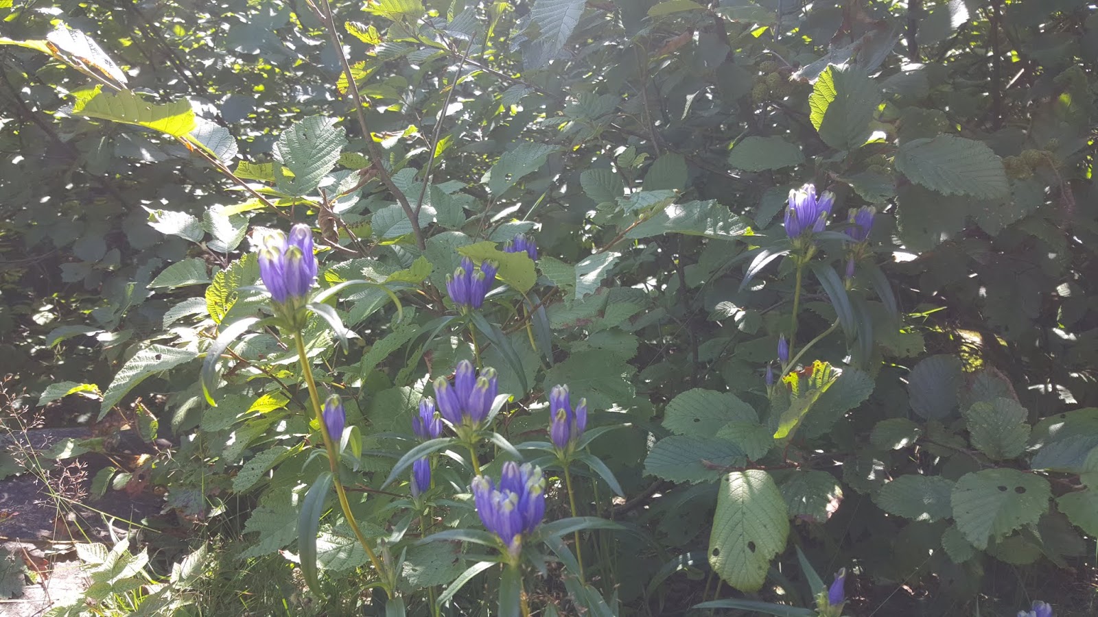 Sentier Scotora pour le mont Andante - Dan en bottines