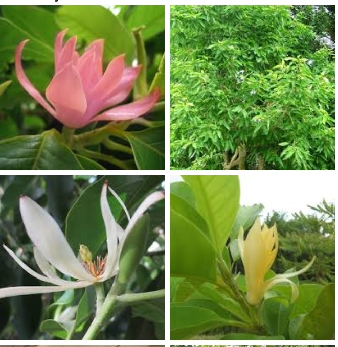 kayu bunga cempaka merah - XandertaroHess