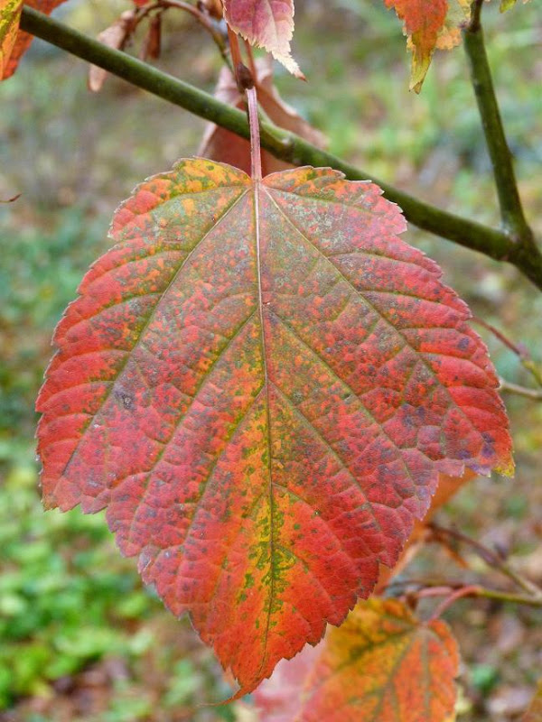Les Pins Noirs: Acer Hersii, Cornus kousa "Great Star" ou Viburnum "Huron"