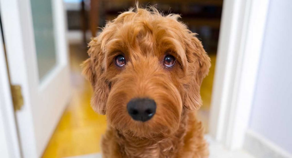 The Secret to Goldendoodle Training