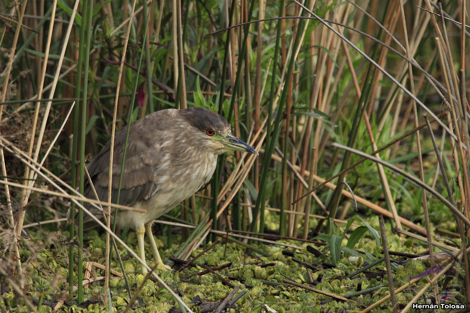 Club de Observadores de Aves de San Miguel del Monte: Censo de ...