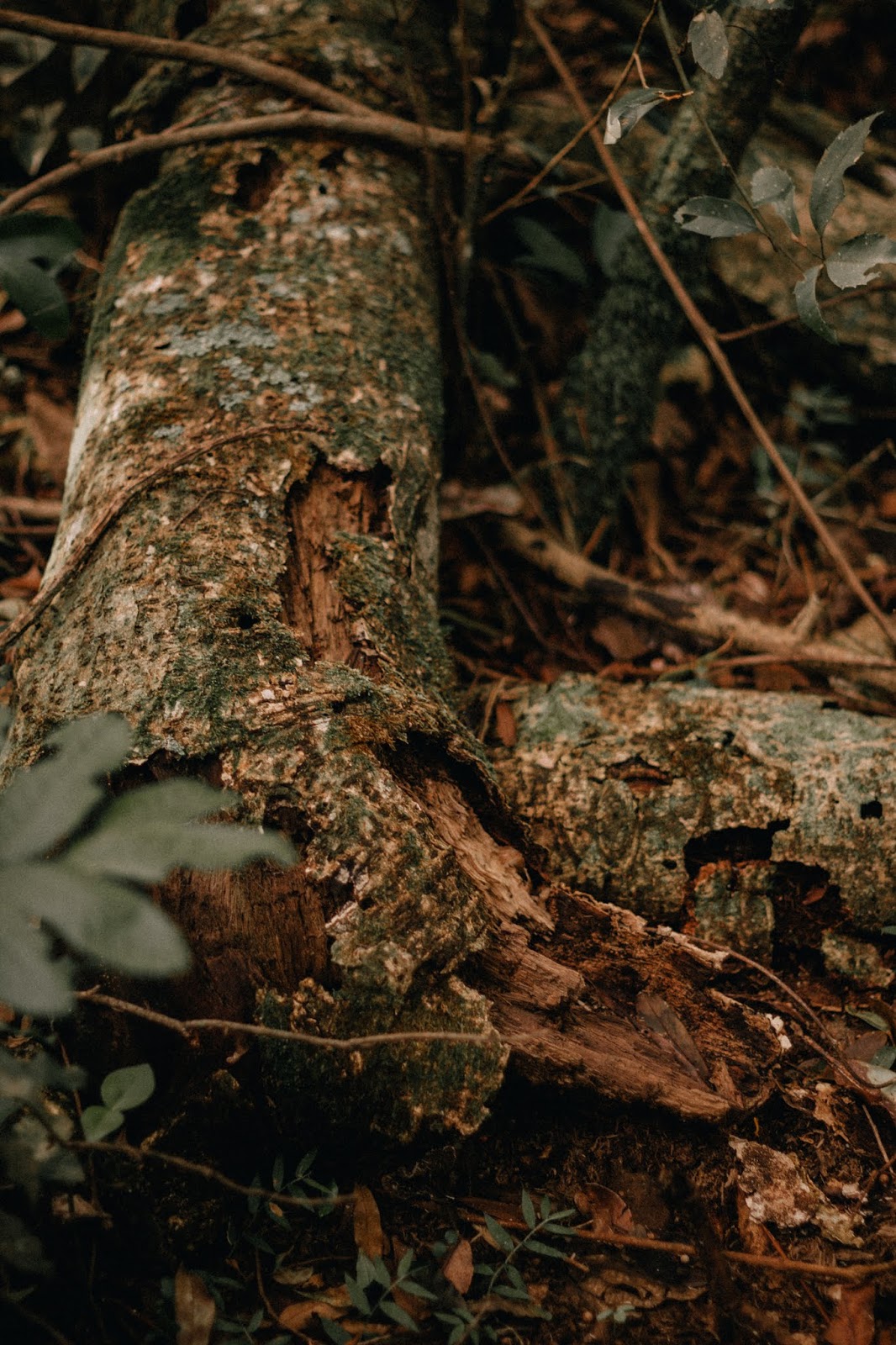 BEDA #6 - Morro do osso: Trilha ecológica em Porto Alegre | Mad Souls
