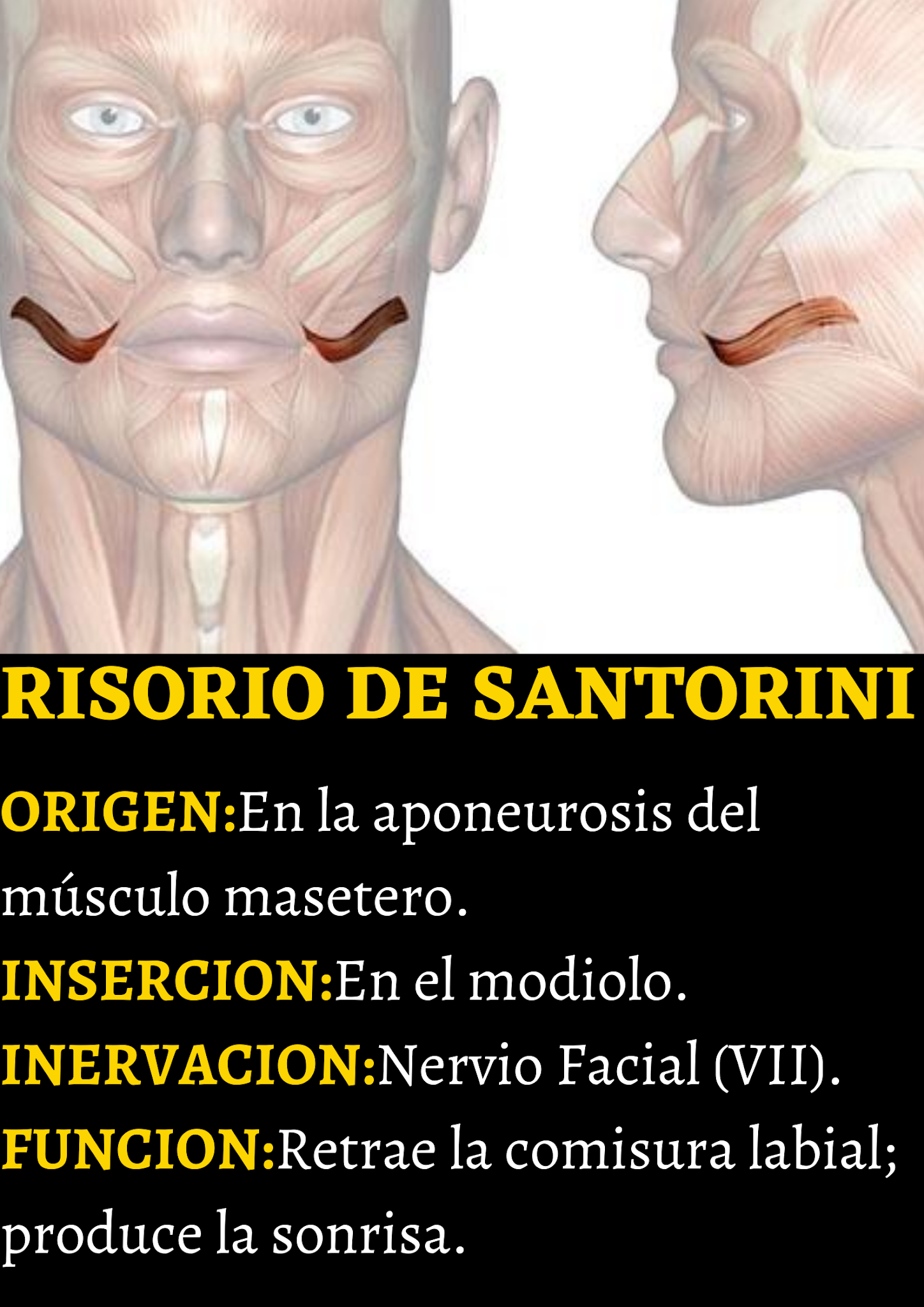 Sistema simple muscular