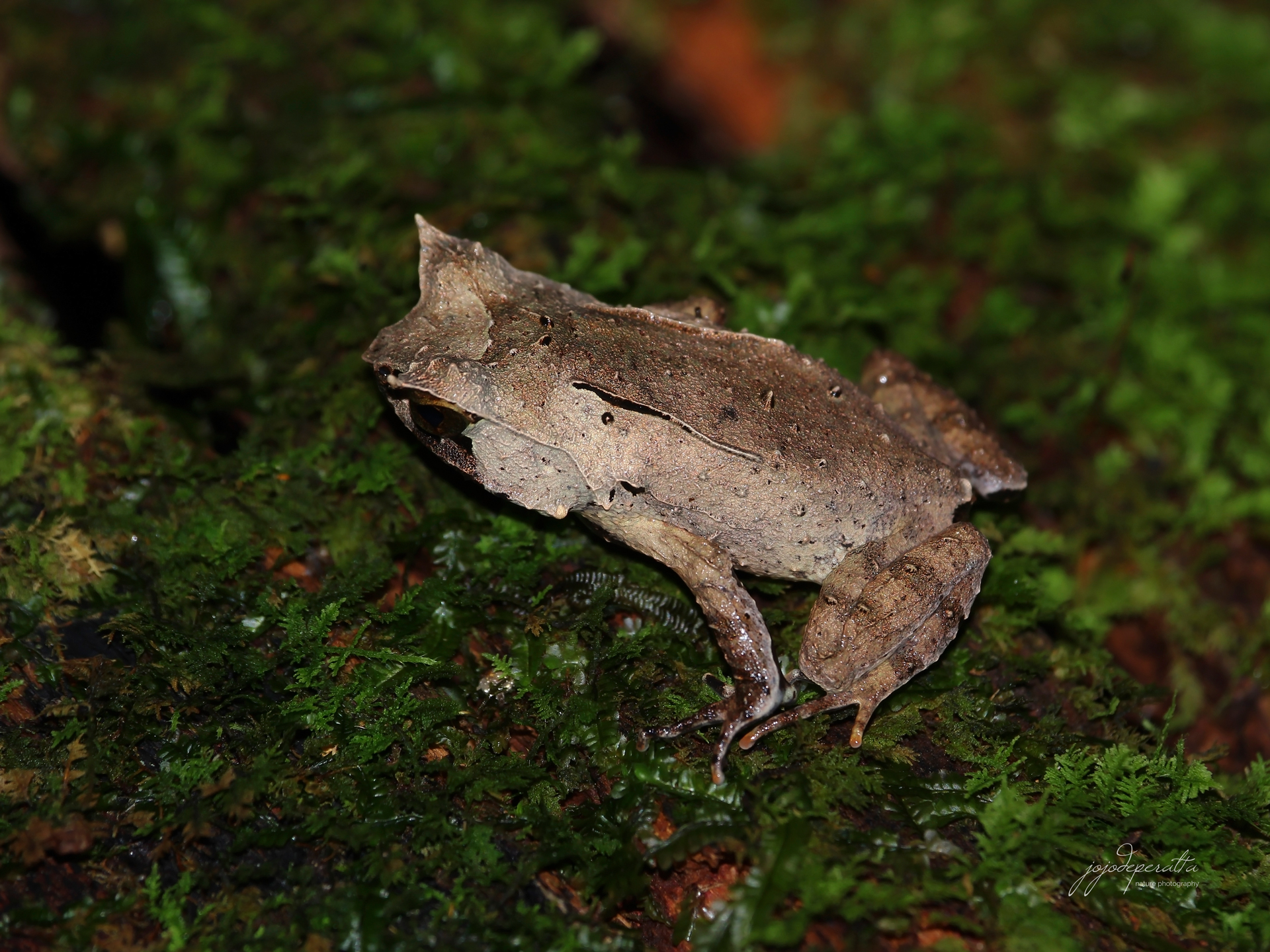 Palawan Horned Frog - A cryptic frog endemic to Palawan