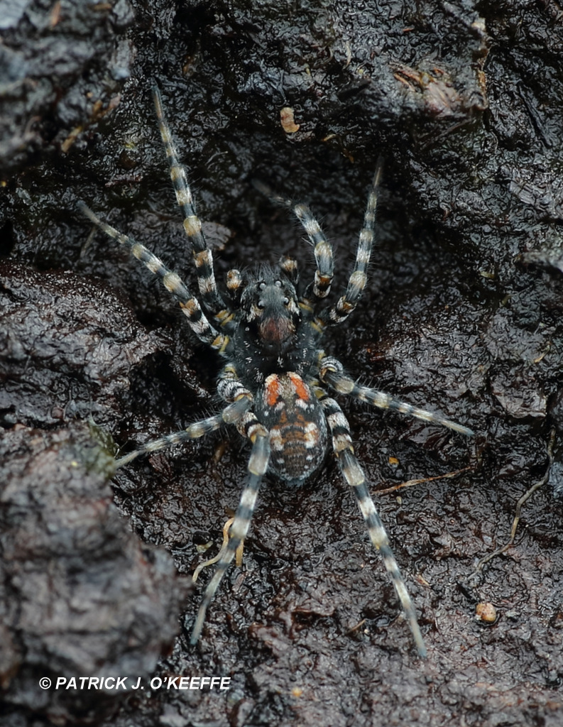 Raw Birds: SAND BEAR WOLF SPIDER (Pardosa amentata) Lullymore West Bog ...