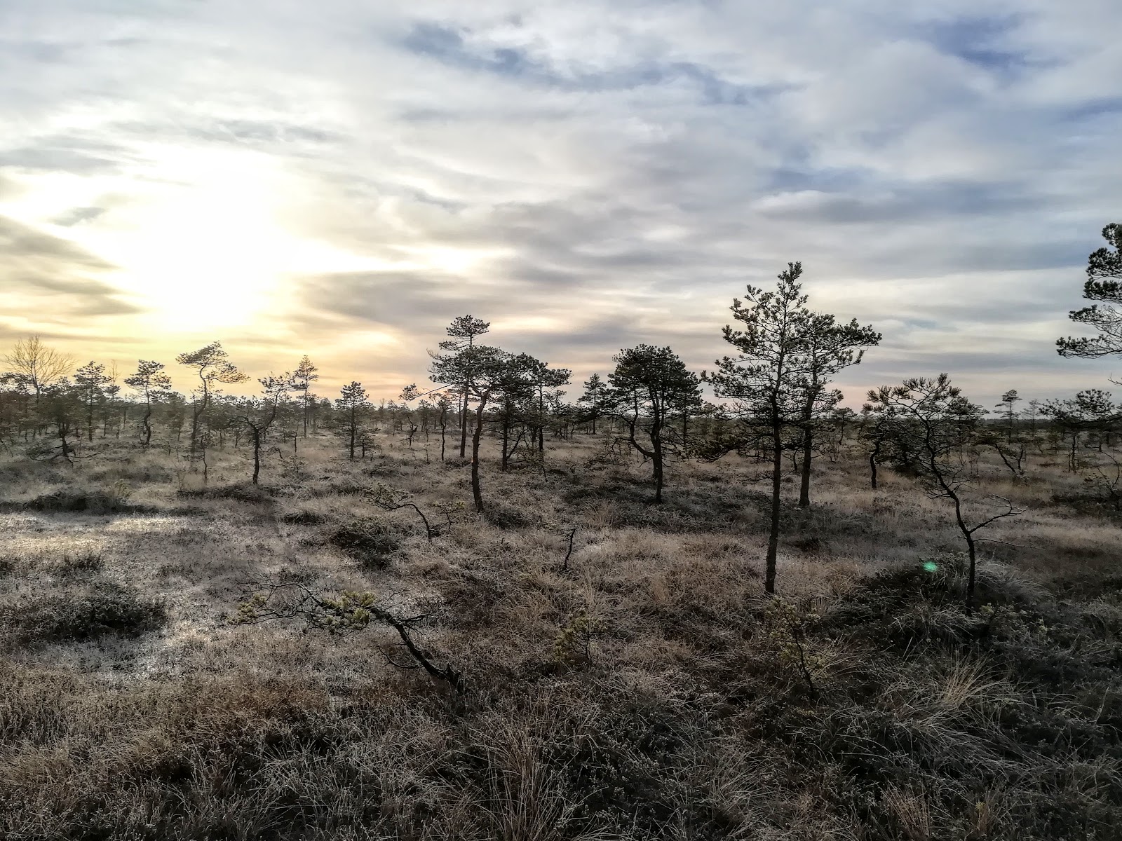 Rohtaias.: Mukri raba