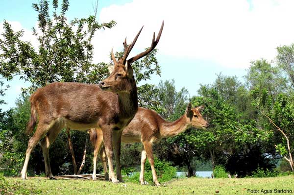 CARA TERNAK RUSA SAMBAR