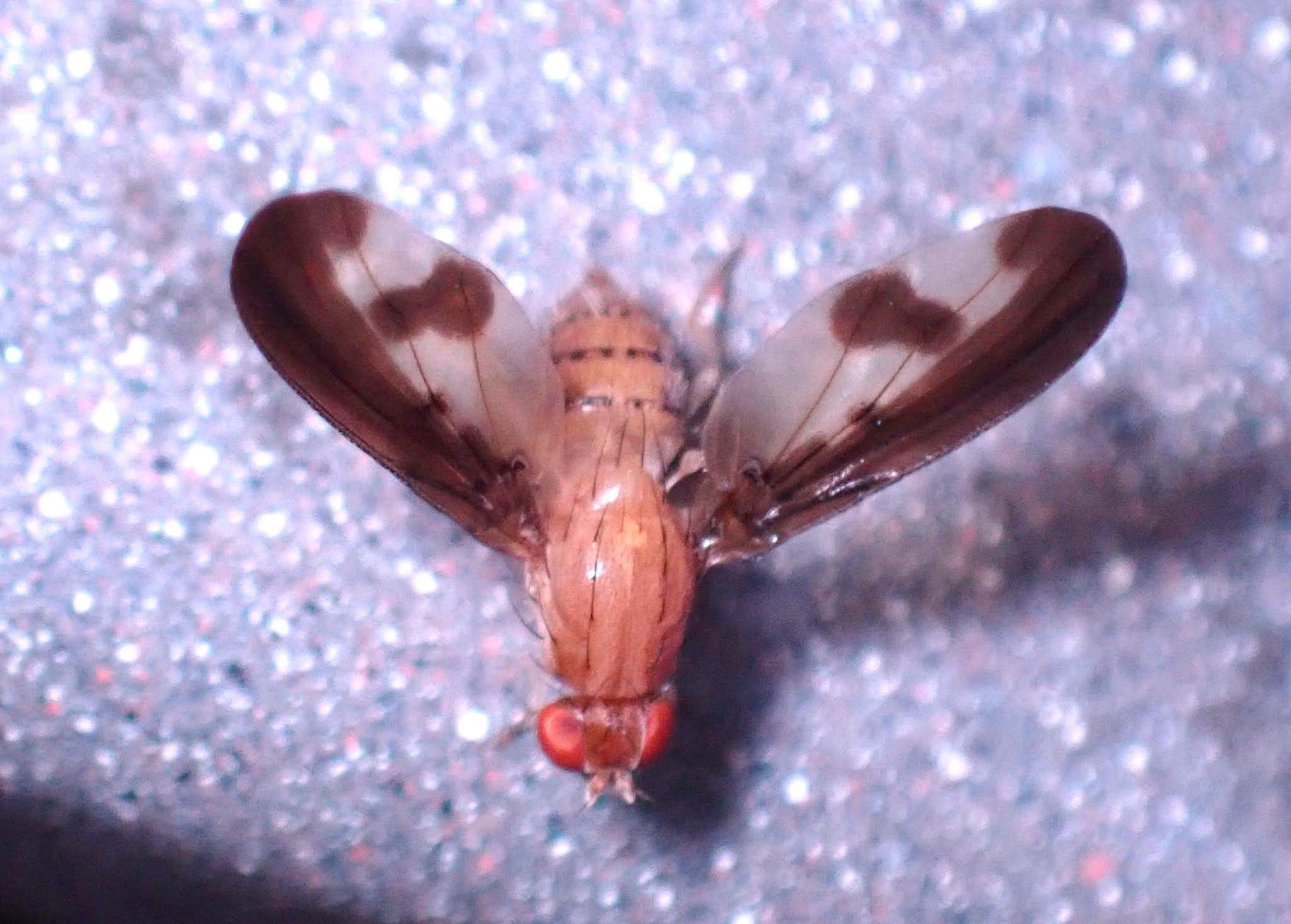Springfield Plateau: Antlered Flutter Fly