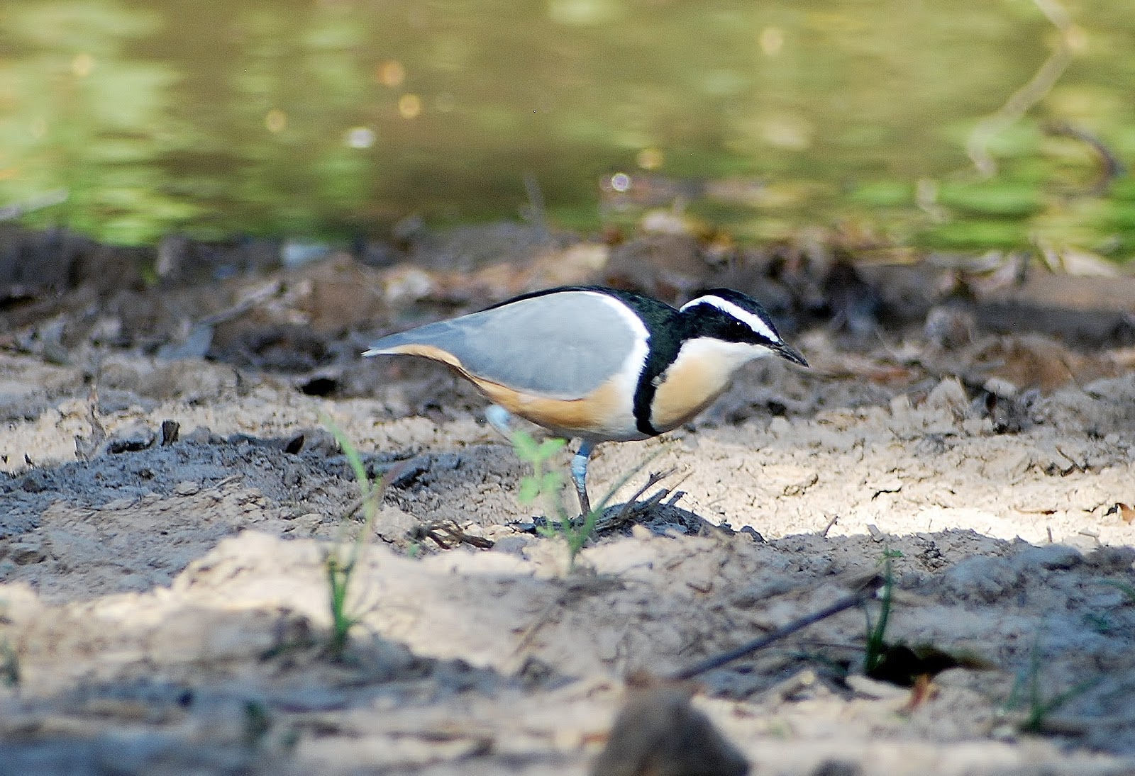Dickie.b.birdwatching: Crocodile Bird.
